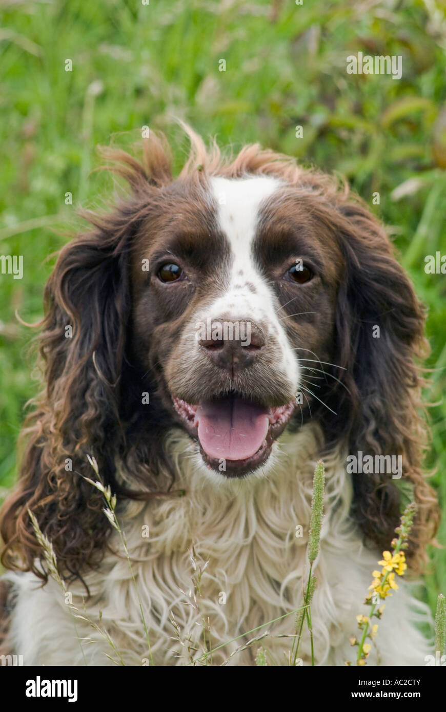 Spaniel Cocker Cross Stock Photo - Alamy