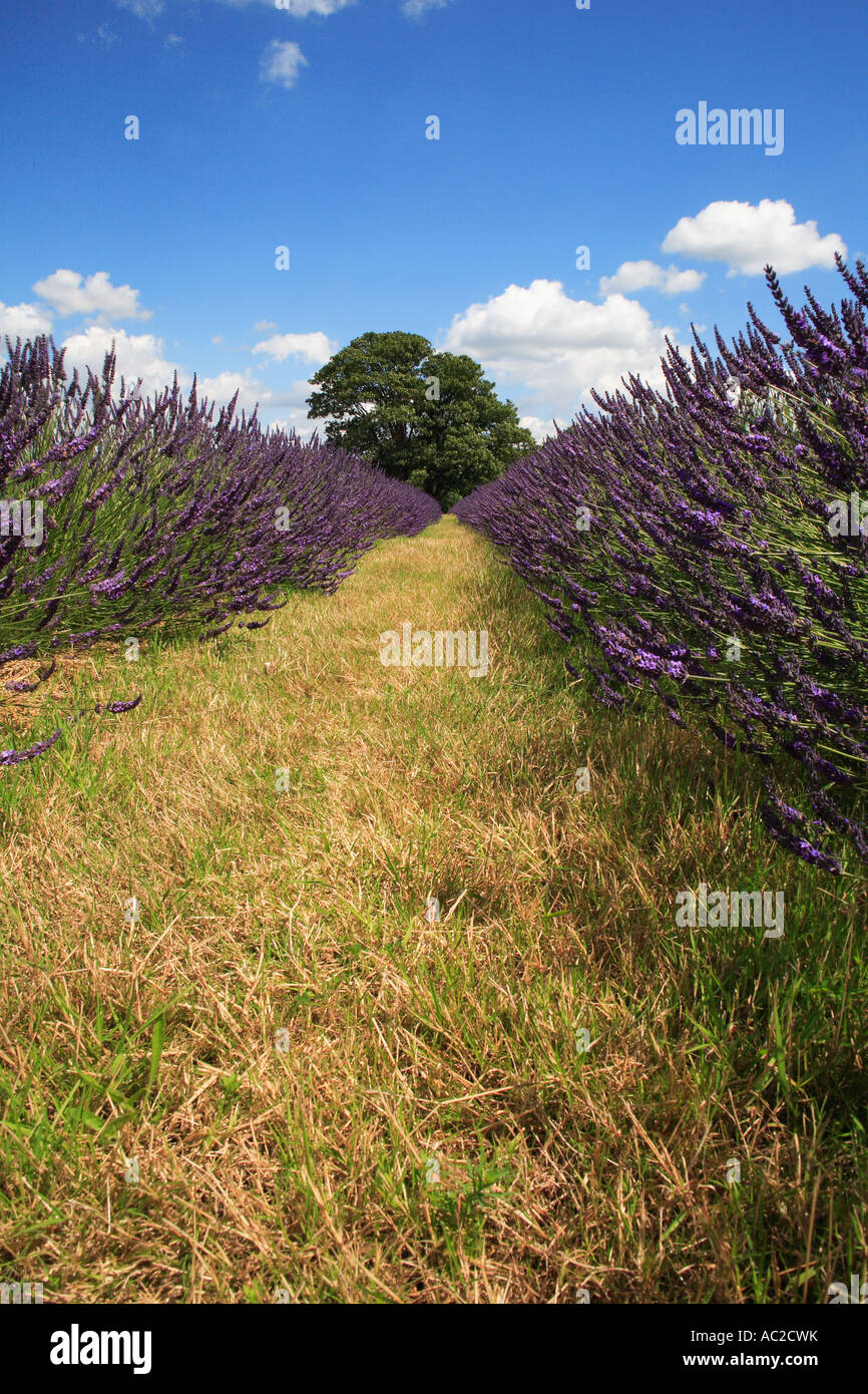English Lavender field, Lavendula angustifolia, Banstead, Surrey ...