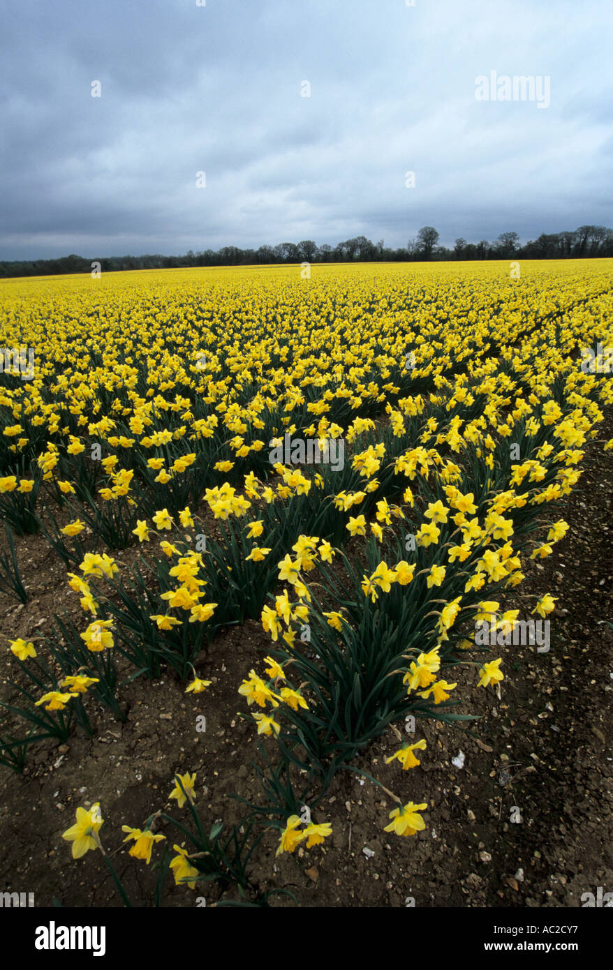 Chilbolton village hi-res stock photography and images - Alamy