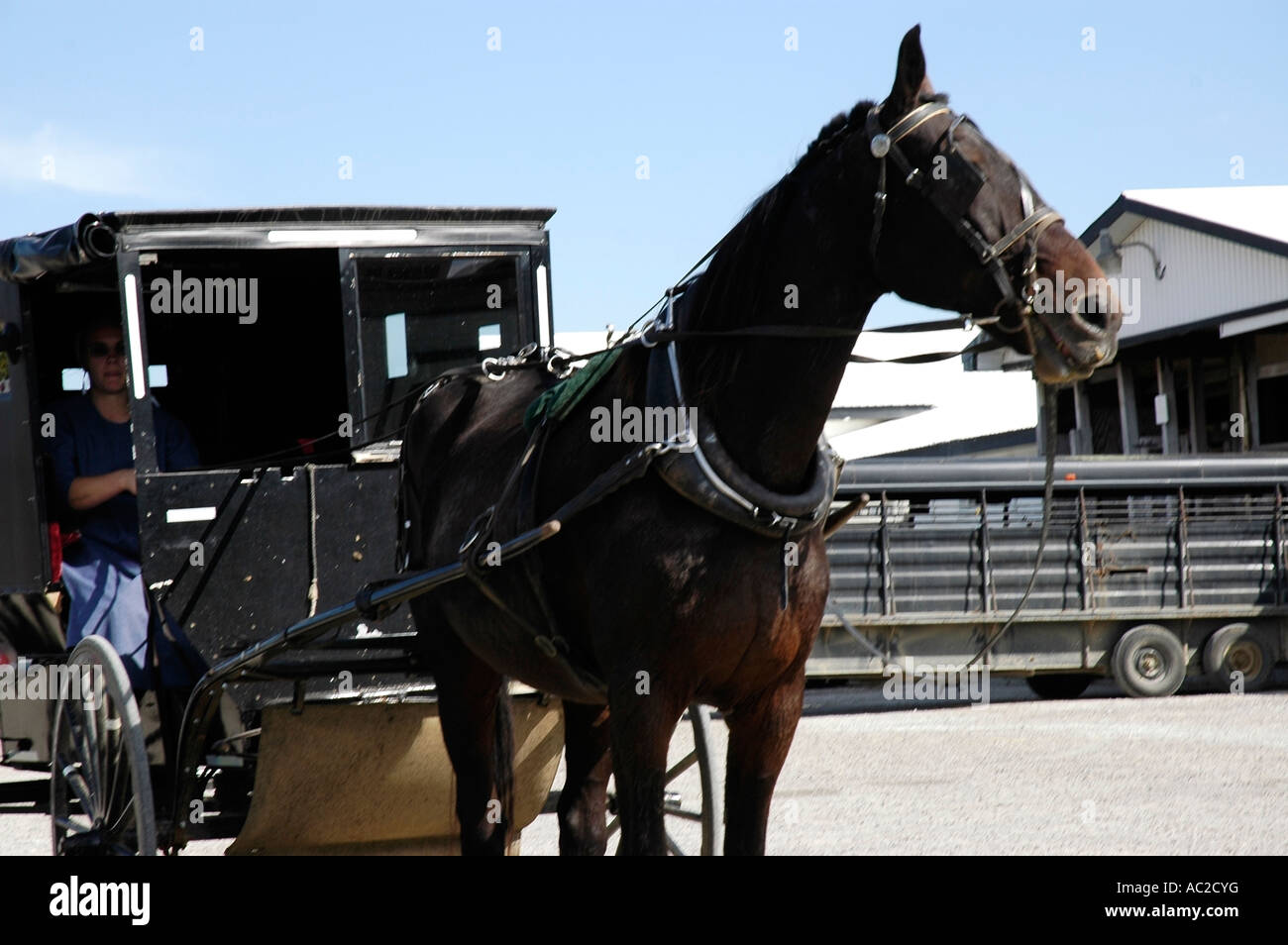 Amish, Carriage, Mammal, Transportation, Animals, Horse, Pulling ...
