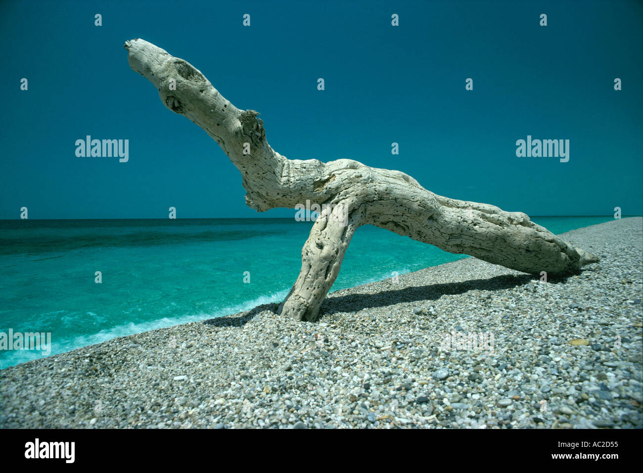 Sun bleached driftwood on beach Stock Photo - Alamy