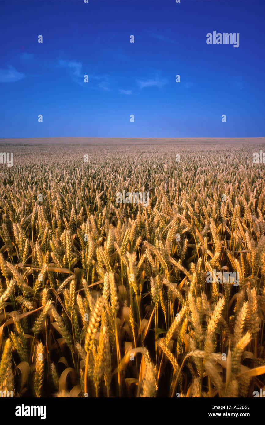 WHEATFIELD ENGLAND UNITED KINGDOM EUROPE Stock Photo - Alamy