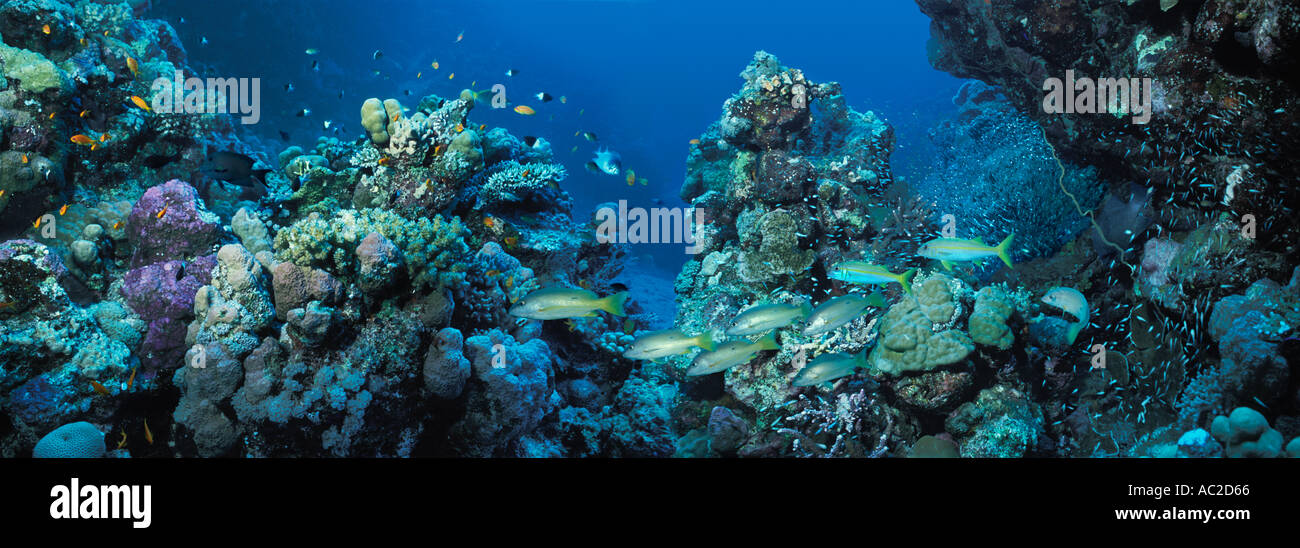 UNDERWATER PANORAMIC SCENE OF CORAL REEF RED SEA EGYPT Stock Photo - Alamy