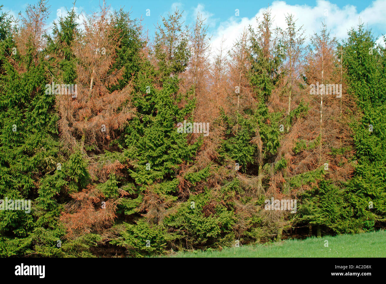 spruce forest with damaged trees Germany Hesse Stock Photo - Alamy