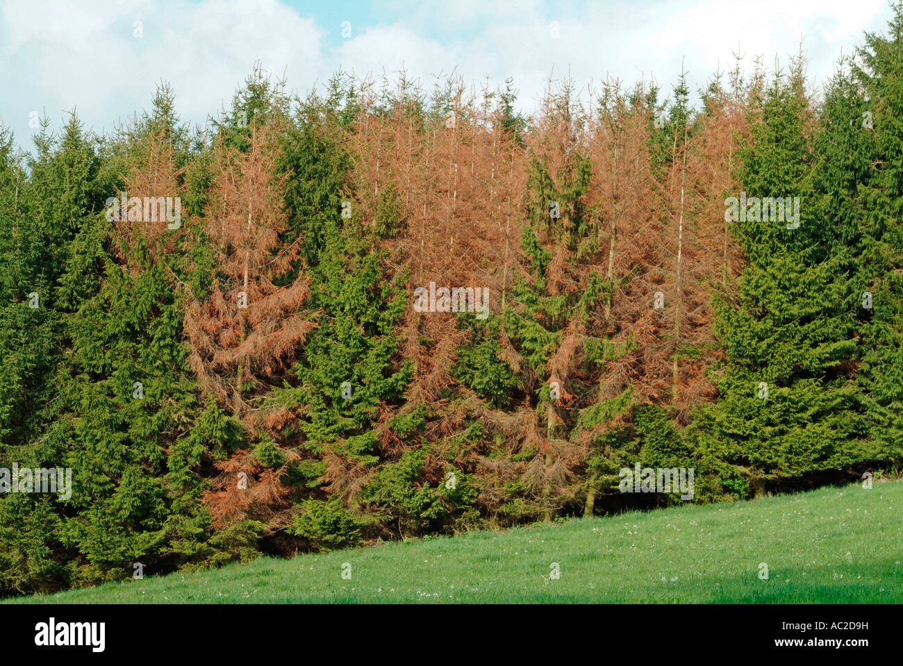 spruce forest with damaged trees Germany Hesse Stock Photo - Alamy