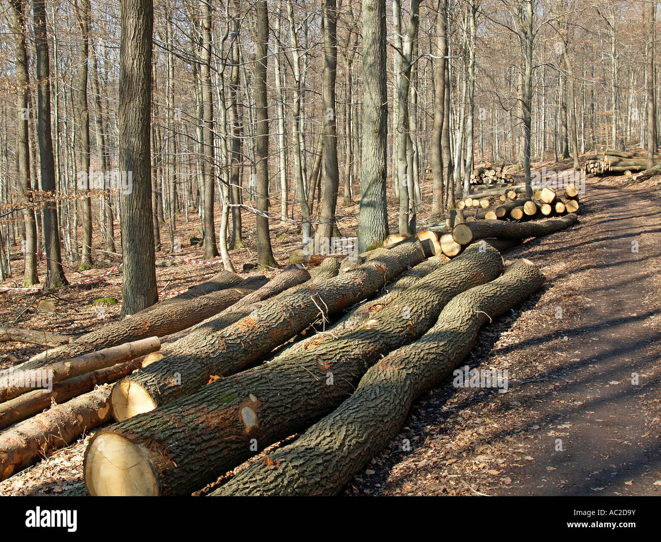 forest harvesting cut down tree trunks at forest track in forest ...