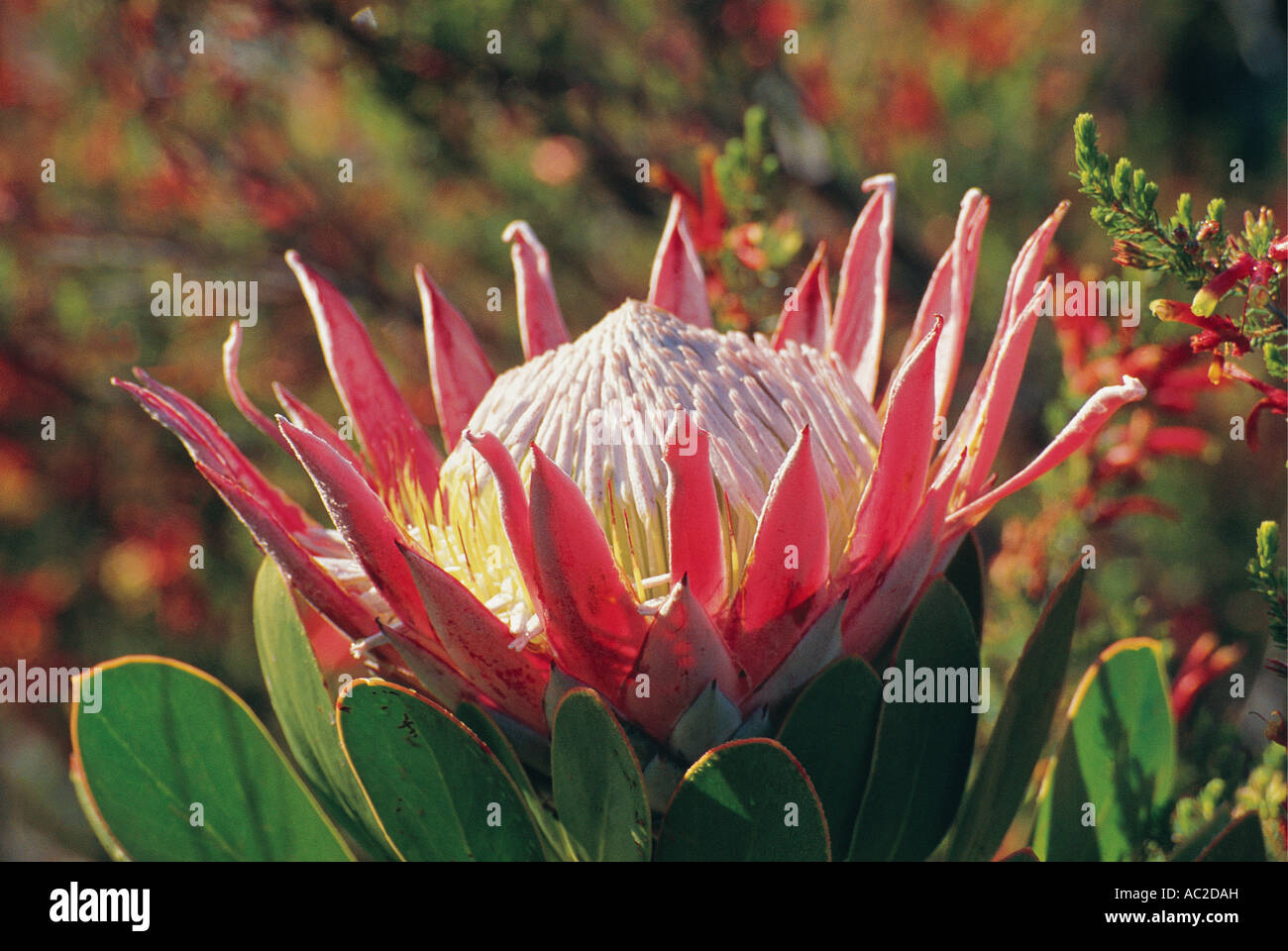 Giant Protea fully open West Cape South Africa Stock Photo - Alamy