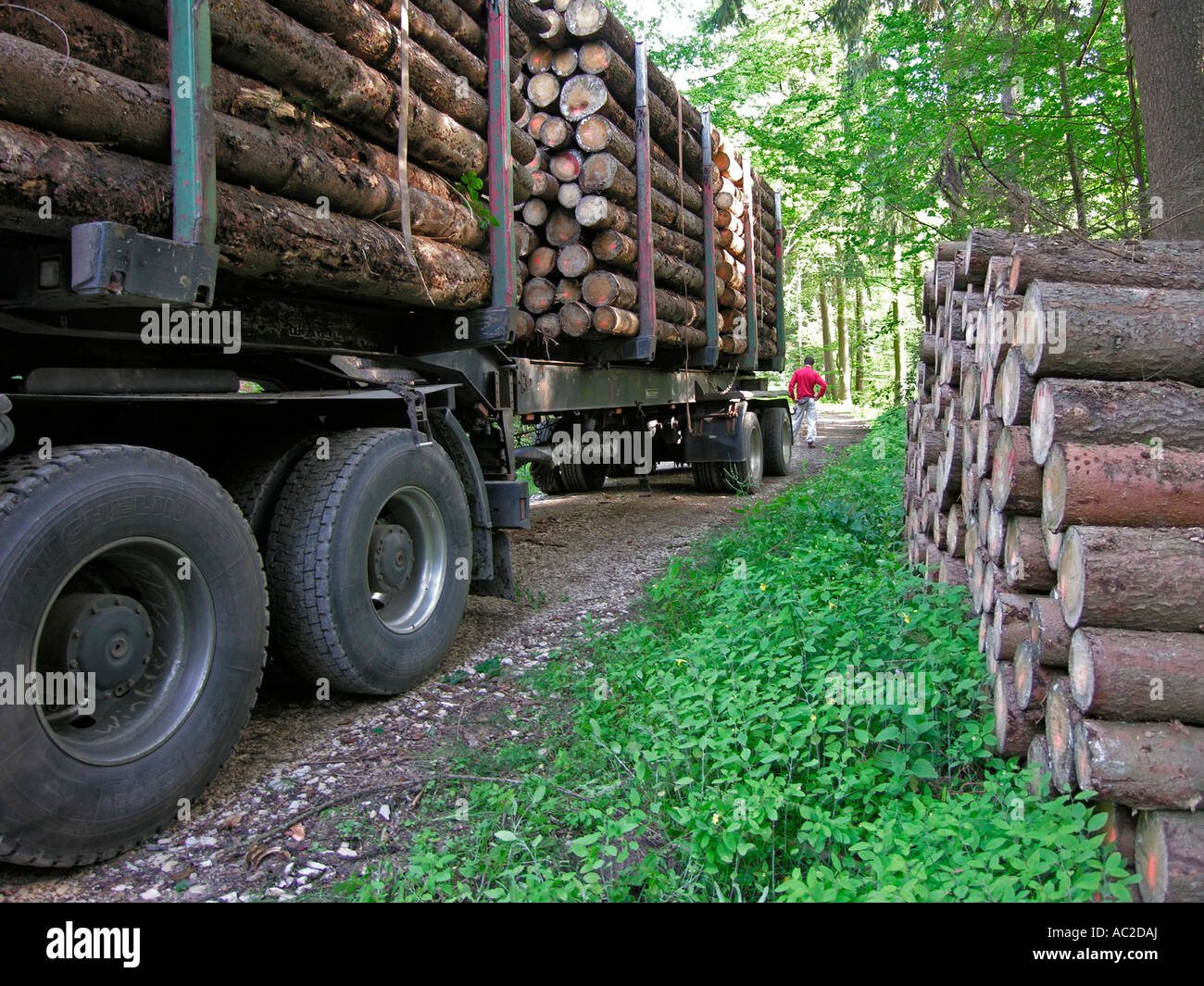 forest harvesting picking up transporting carting off a pile of cut ...