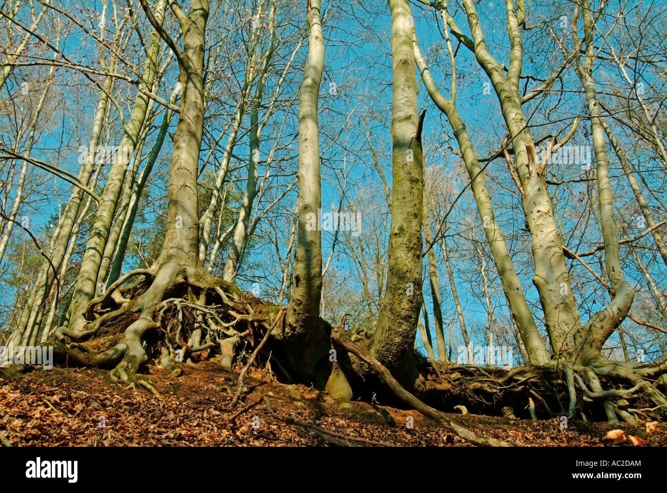 Knotty beeches hi-res stock photography and images - Alamy
