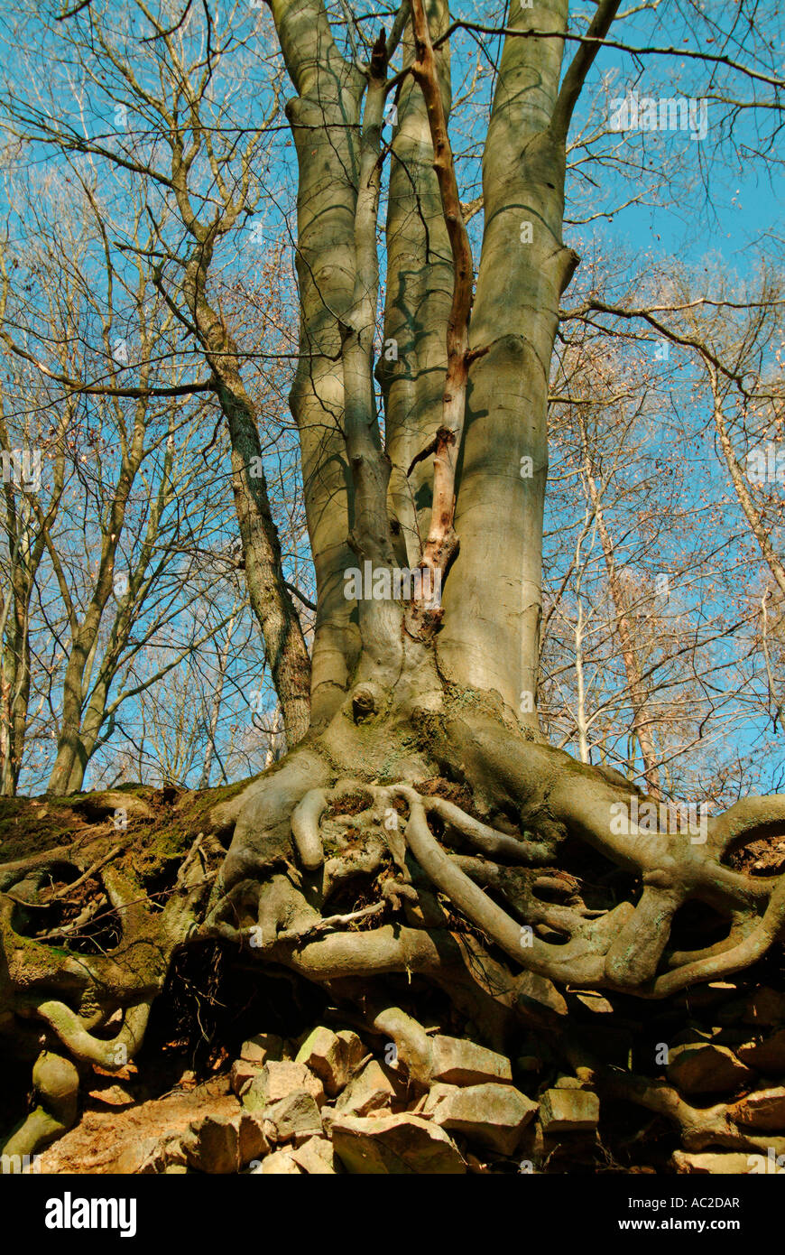 Knotty roots hi-res stock photography and images - Alamy