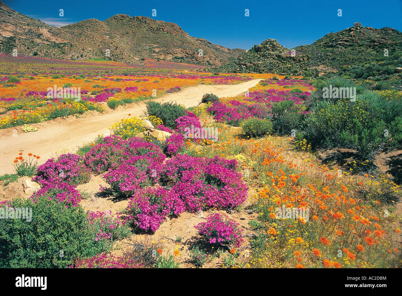 Valley full of flowers in spring splendour Geogap National Reserve ...