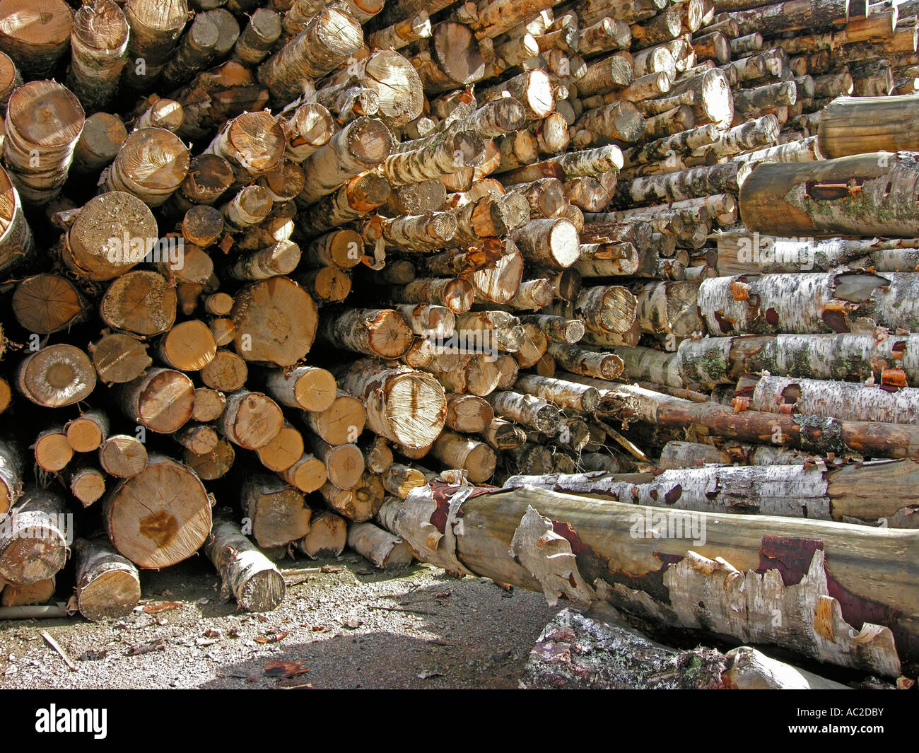 forest harvesting pile of cut down tree trunks birch Stock Photo - Alamy
