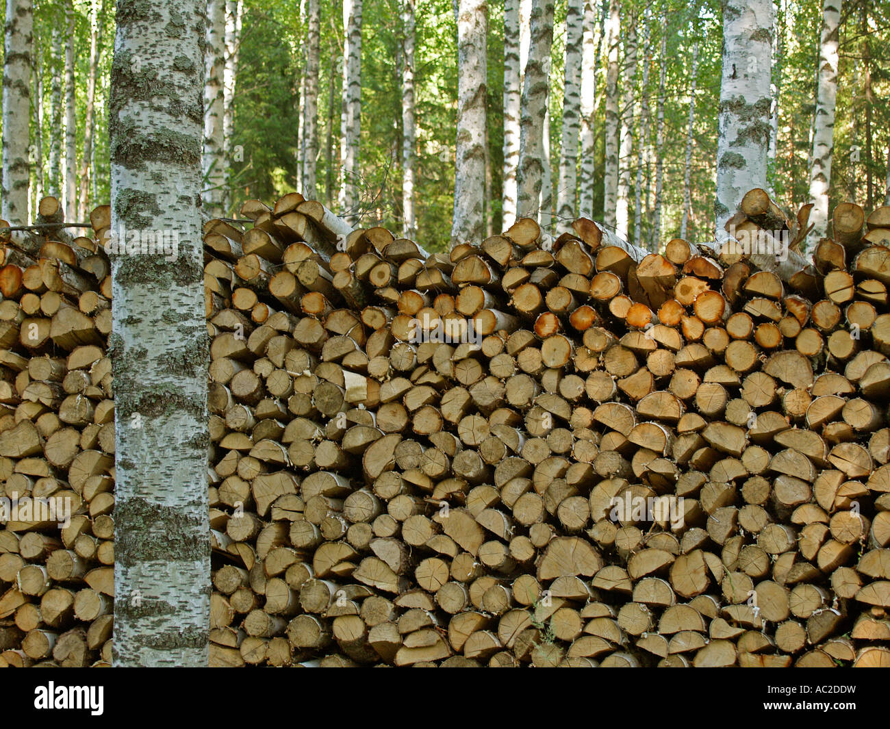 forest harvesting pile of cut down tree trunks wood in birch forest ...