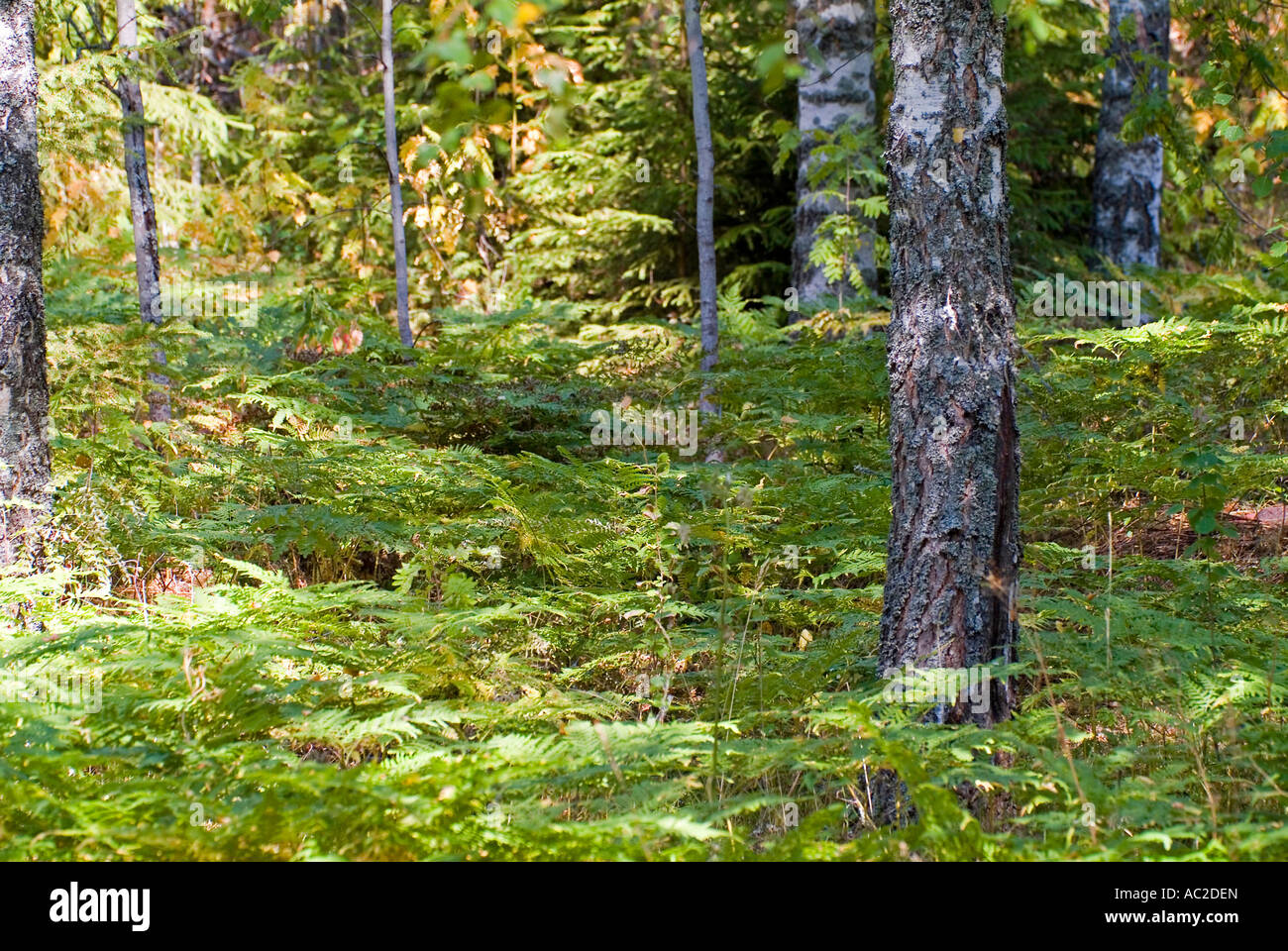 birch forest with brake fern Stock Photo - Alamy