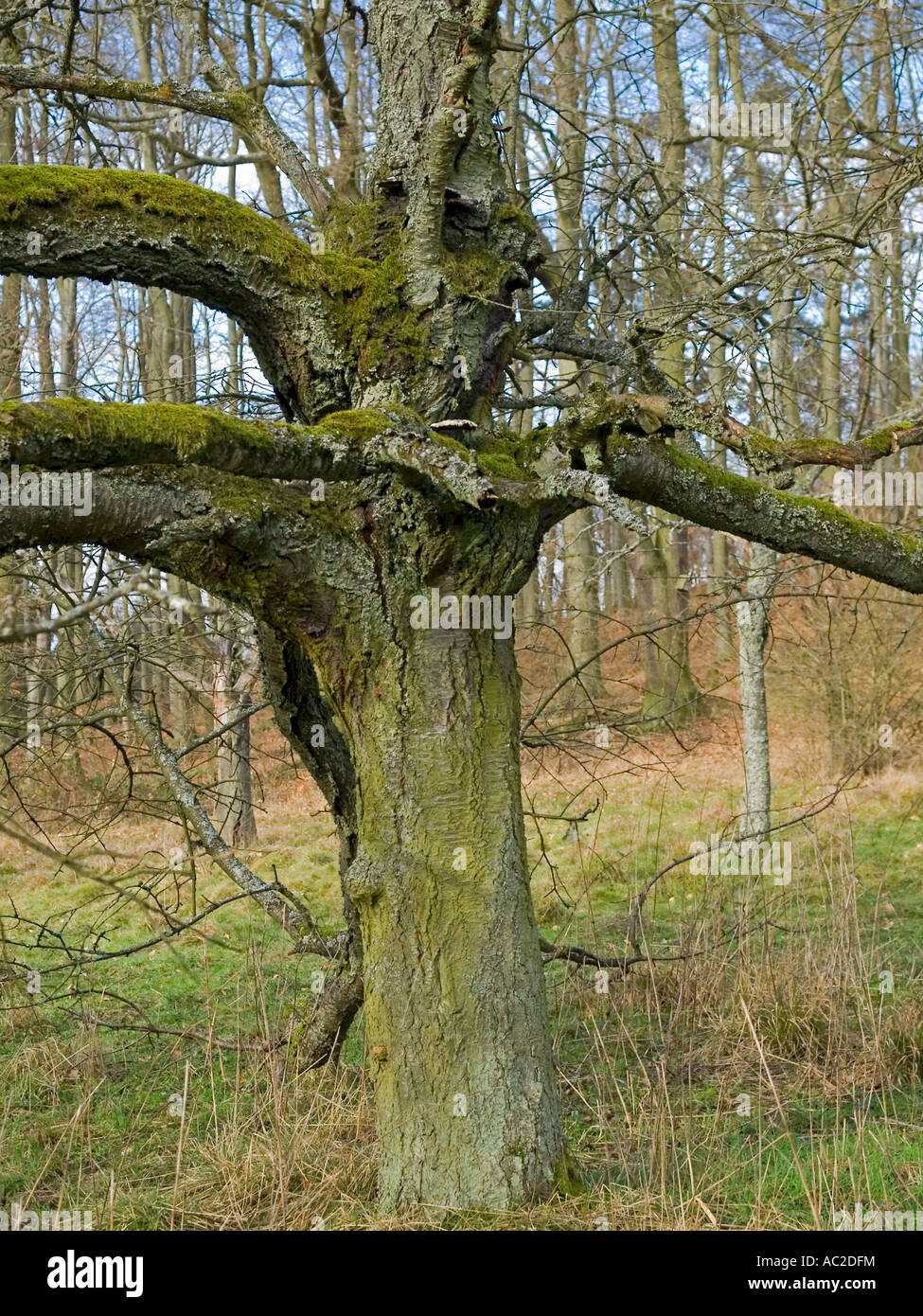 Knotty cherry hi-res stock photography and images - Alamy