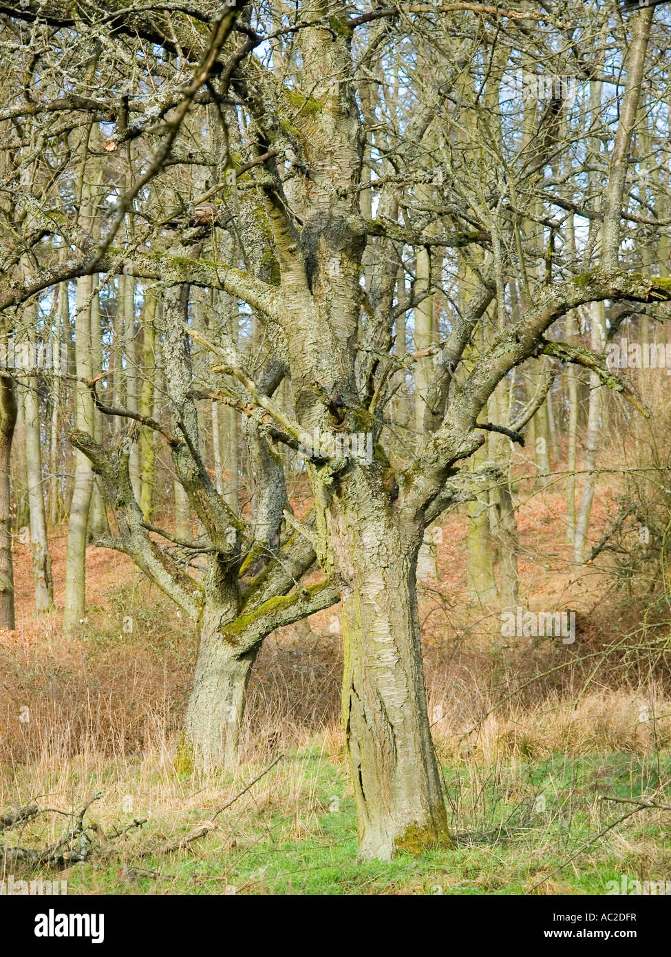 old cherry tree nearly dead on a meadow in autumn Stock Photo - Alamy