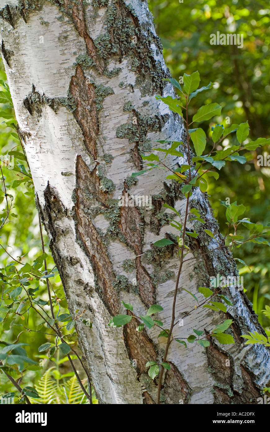 Trunk of a birch hi-res stock photography and images - Alamy