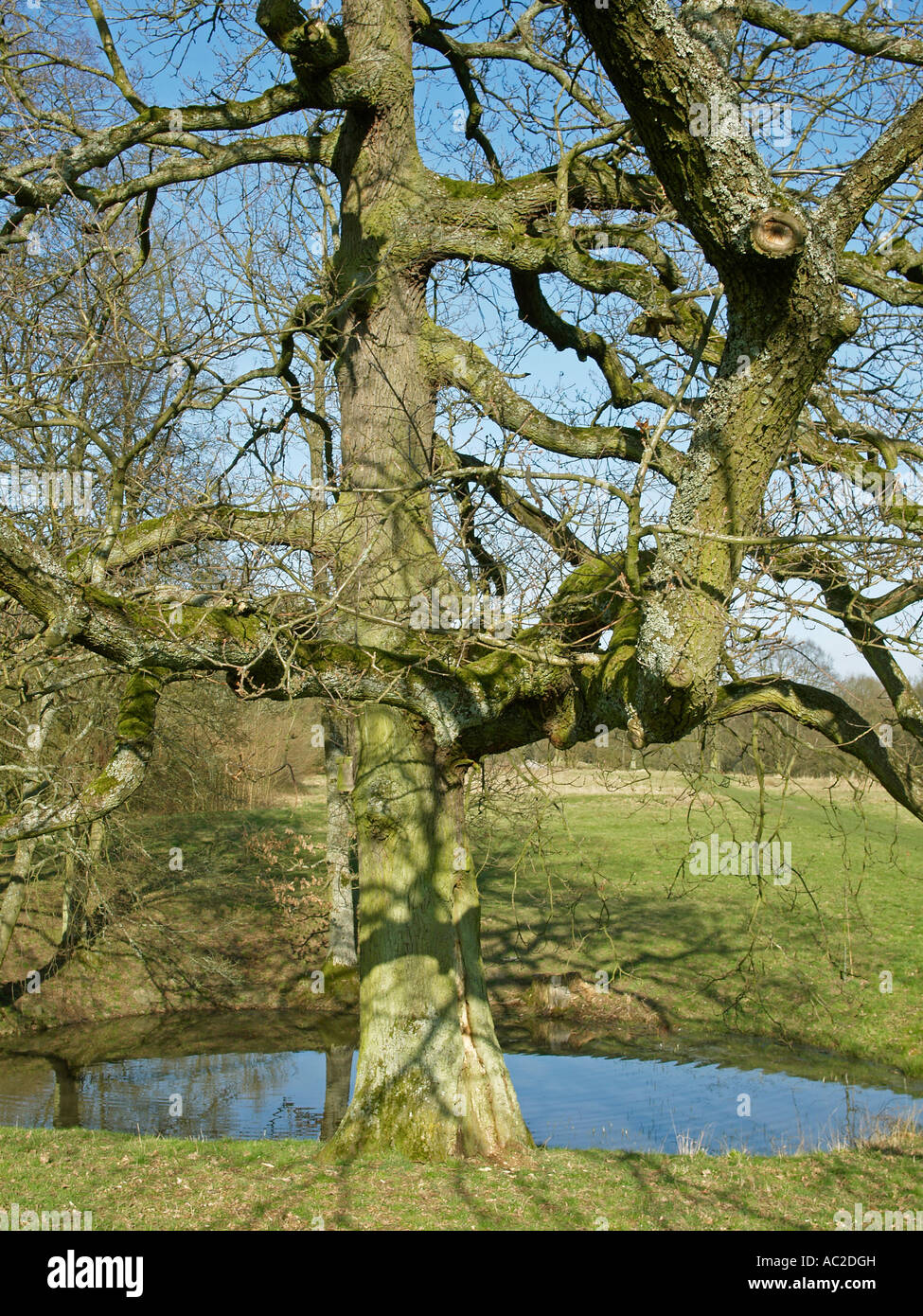 Knotted oak tree hi-res stock photography and images - Alamy