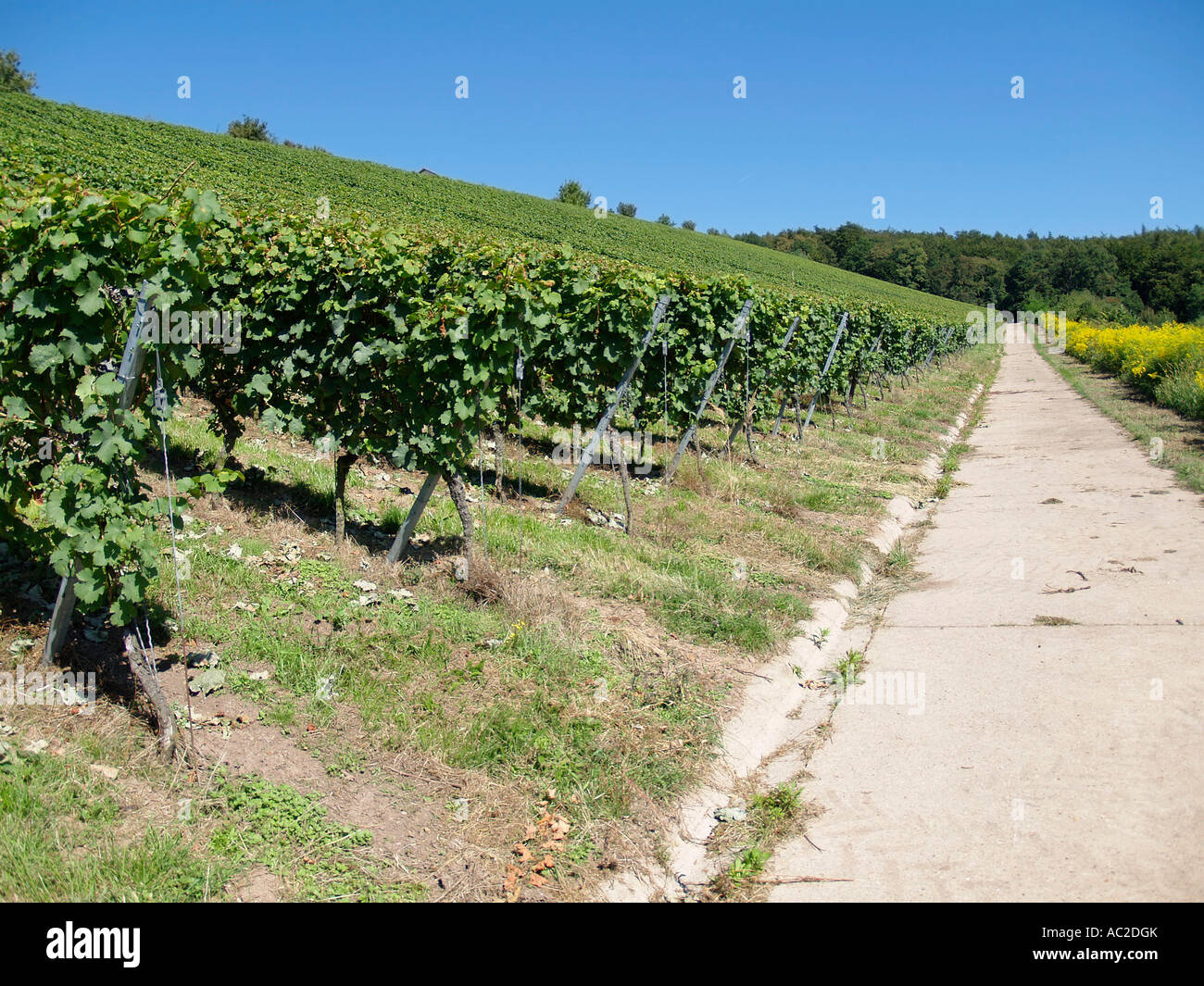 vineyards at the river Main near by Alzenau Wasserlos wine growing in ...