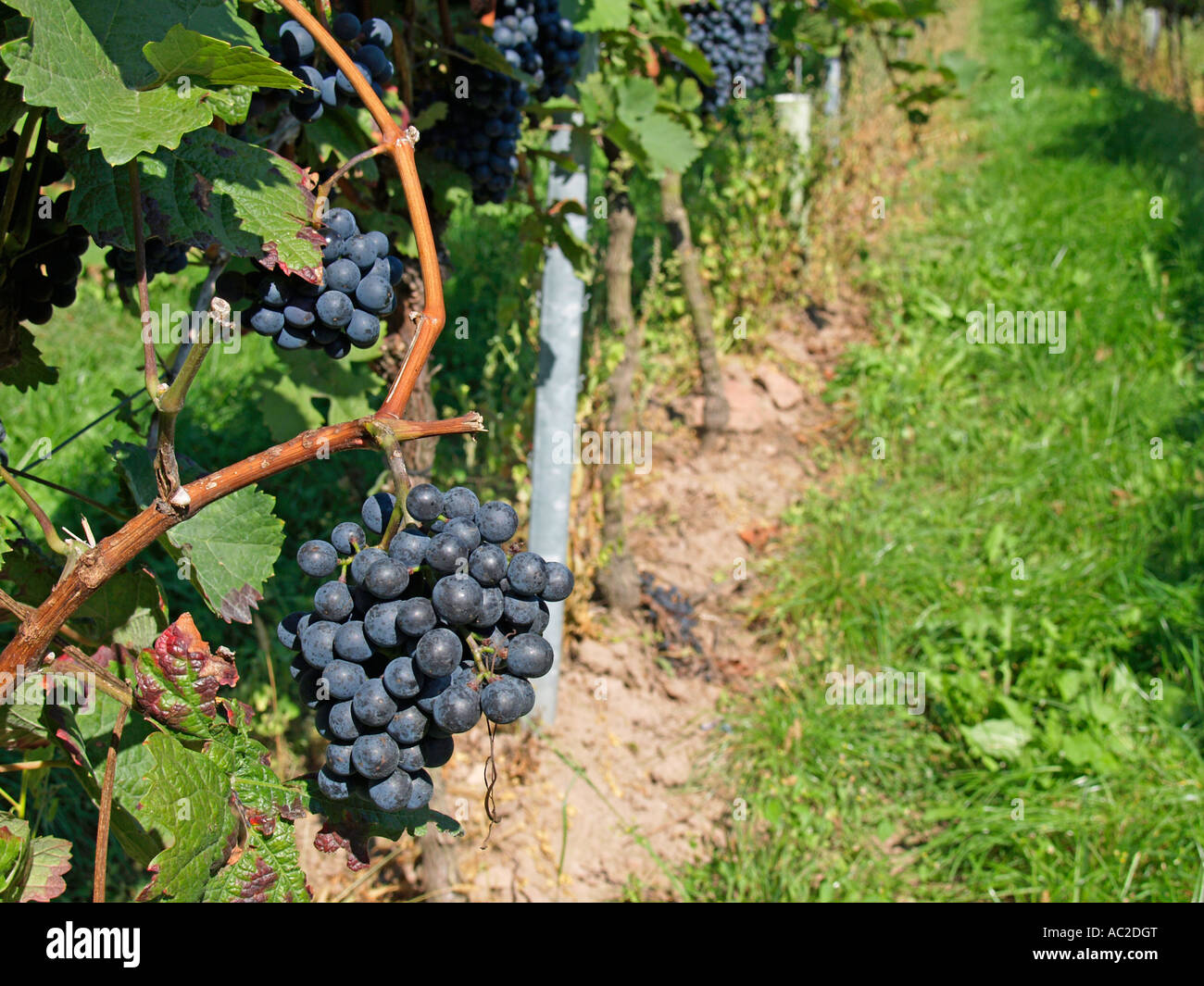 landscape with vineyards along the hiking trail the Frankish red wine ...