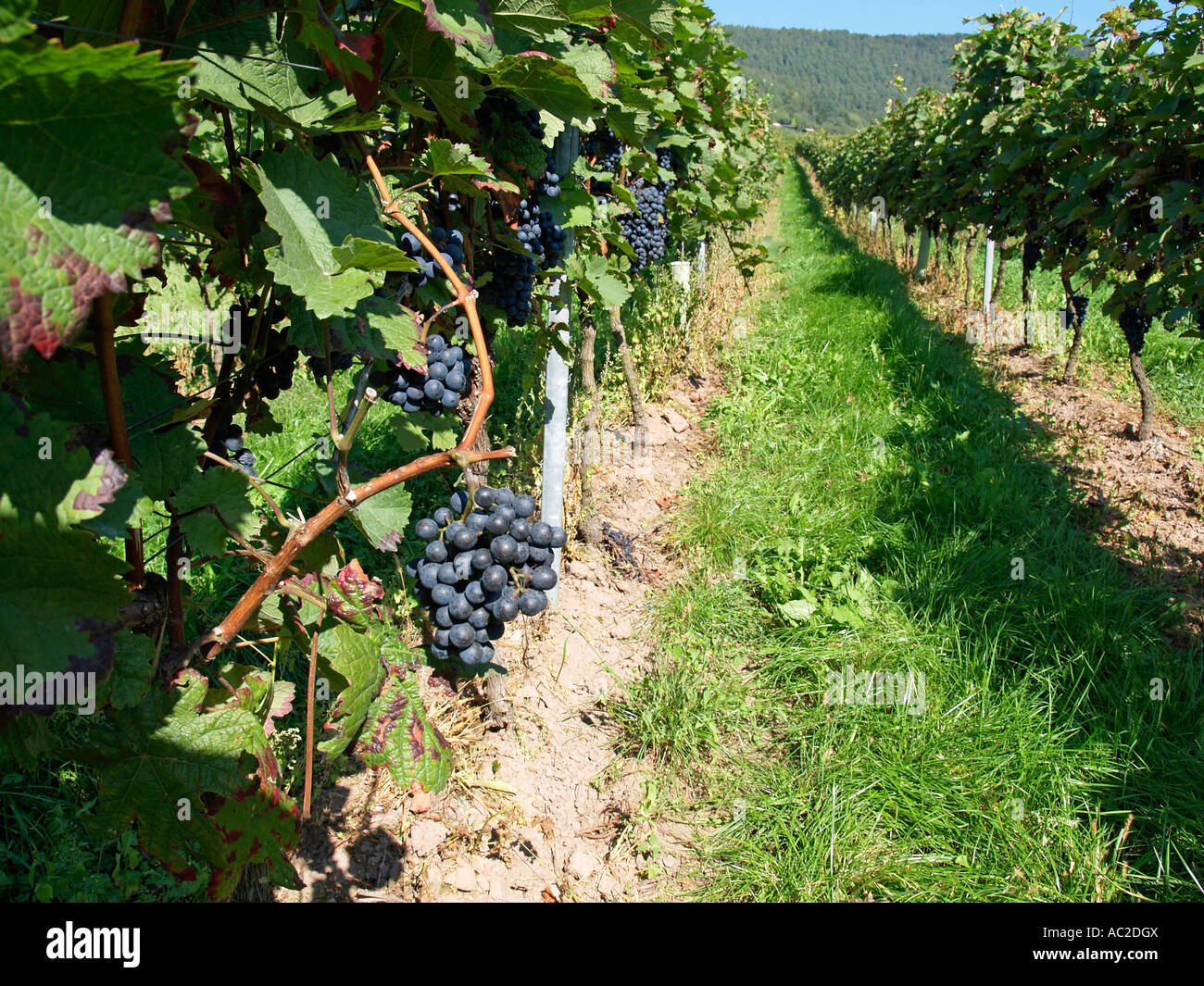 landscape with vineyards along the hiking trail the Frankish red wine ...