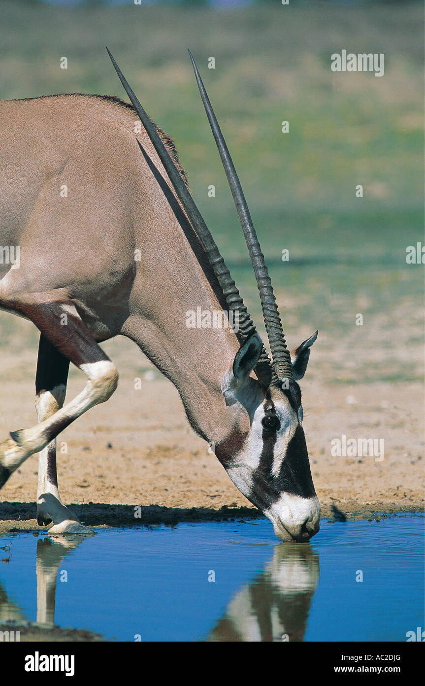 Gemsbok drinking at a pool in Kalahari Gemsbok National Park South ...