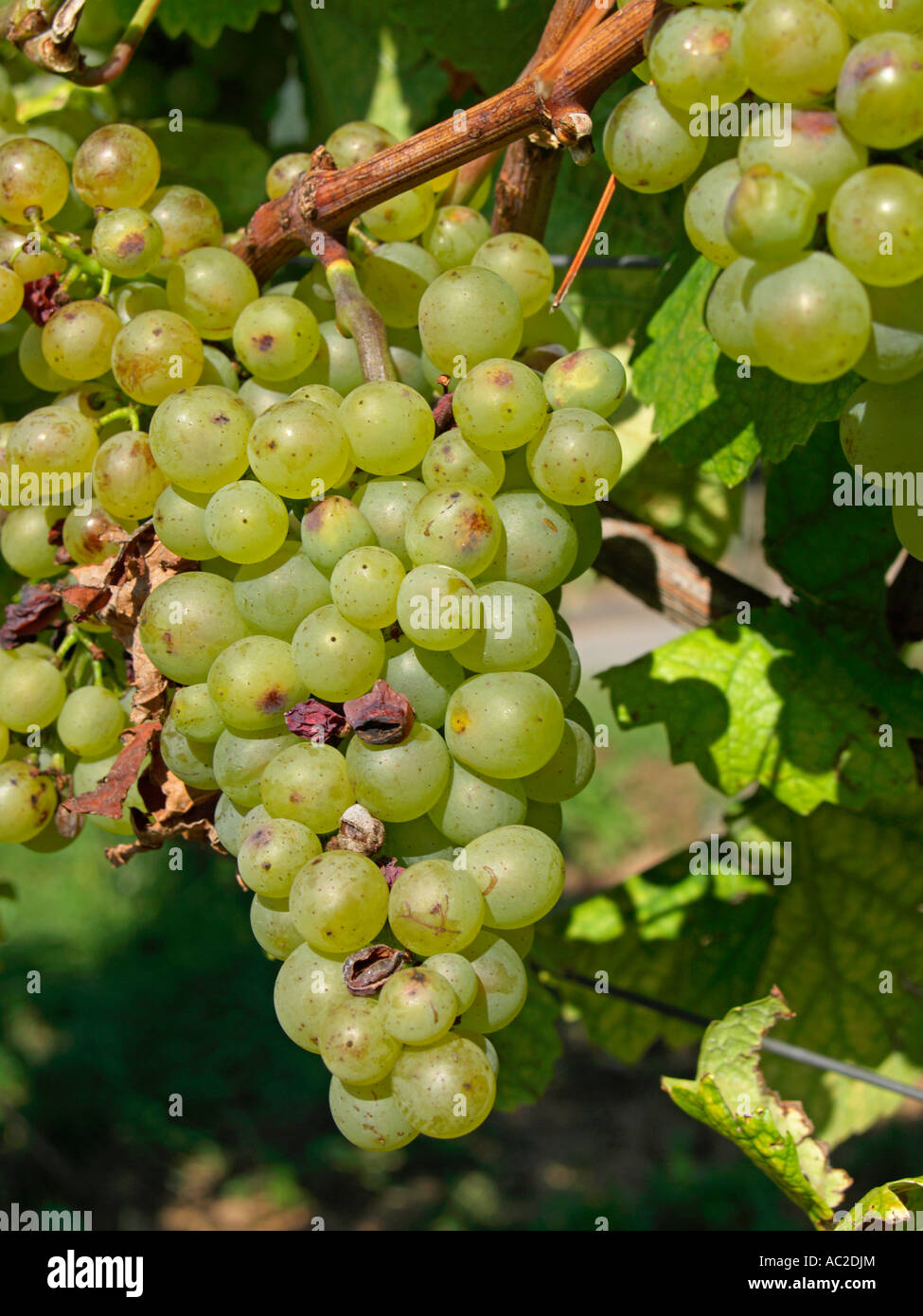 ripe grapes on grapevines Stock Photo - Alamy