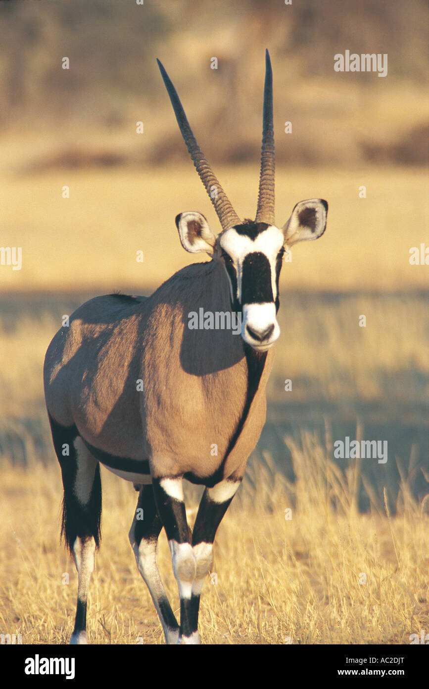 Gemsbok Kalahari Gemsbok National Park South Africa Stock Photo - Alamy