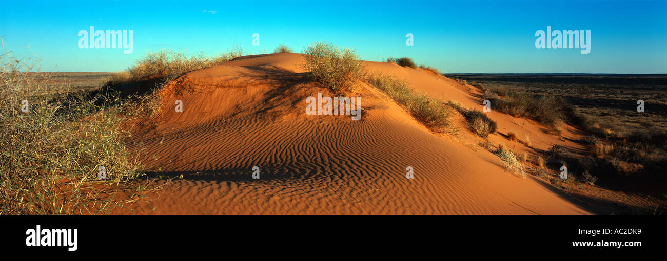 Simpson Desert sand dune at sunset Simpson Desert Queensland Australia ...