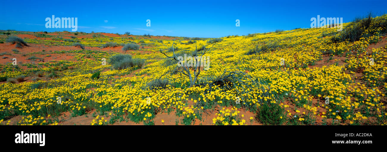 Simpson desert national park hi-res stock photography and images - Alamy