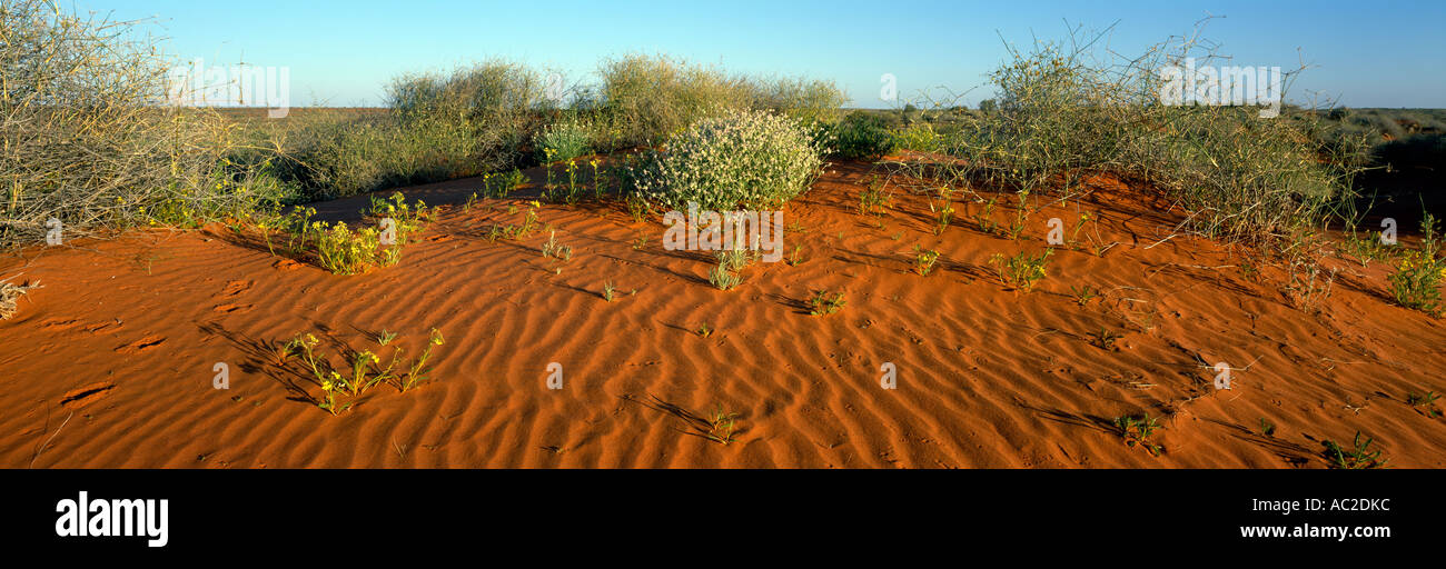 Simpson desert national park hi-res stock photography and images - Alamy