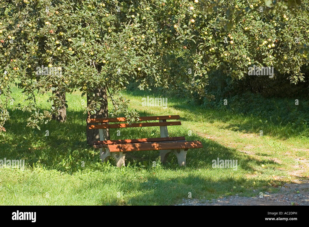 Bench on under apple tree hi-res stock photography and images - Alamy
