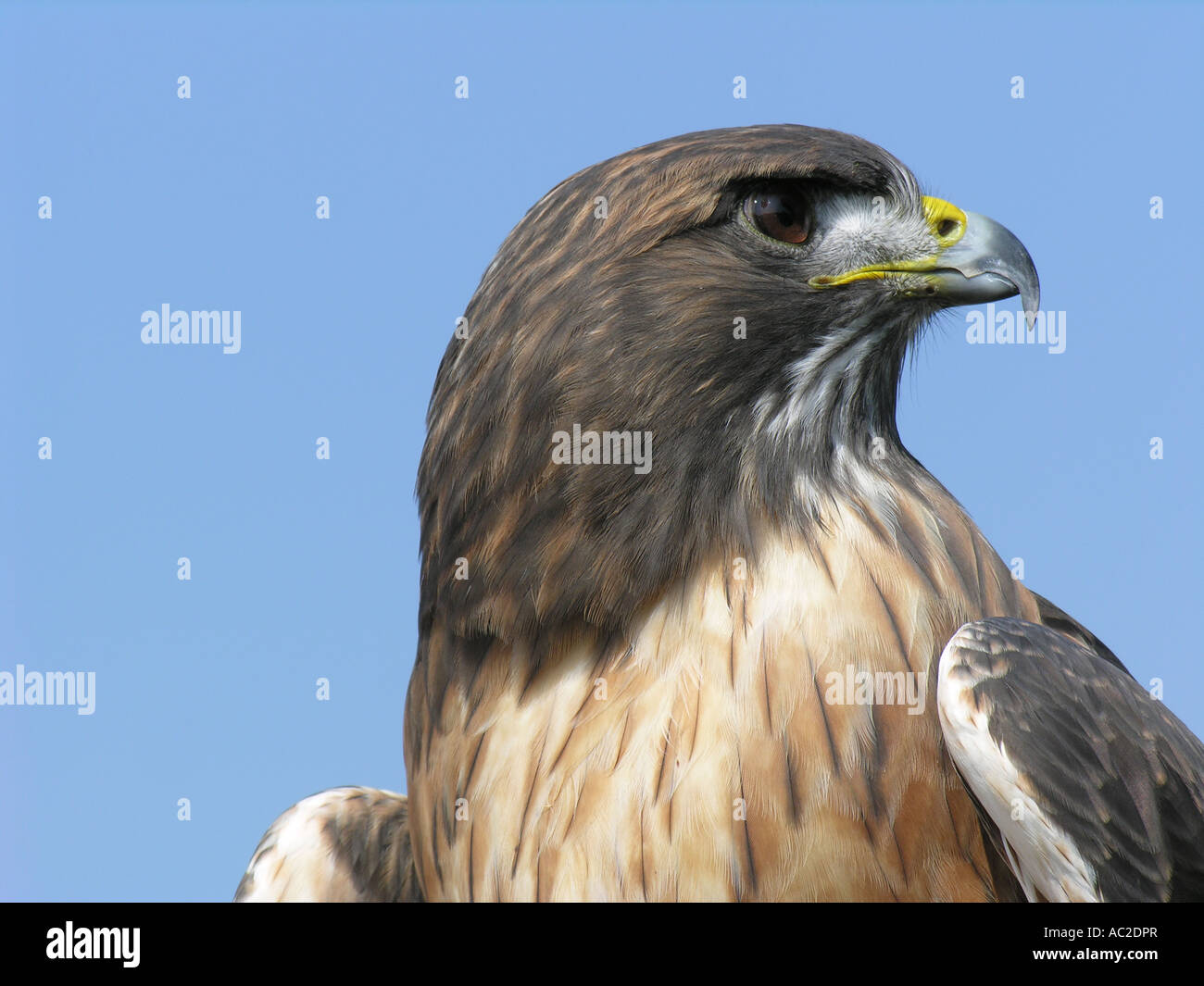A beautiful and alert Red-tailed Hawk Stock Photo - Alamy