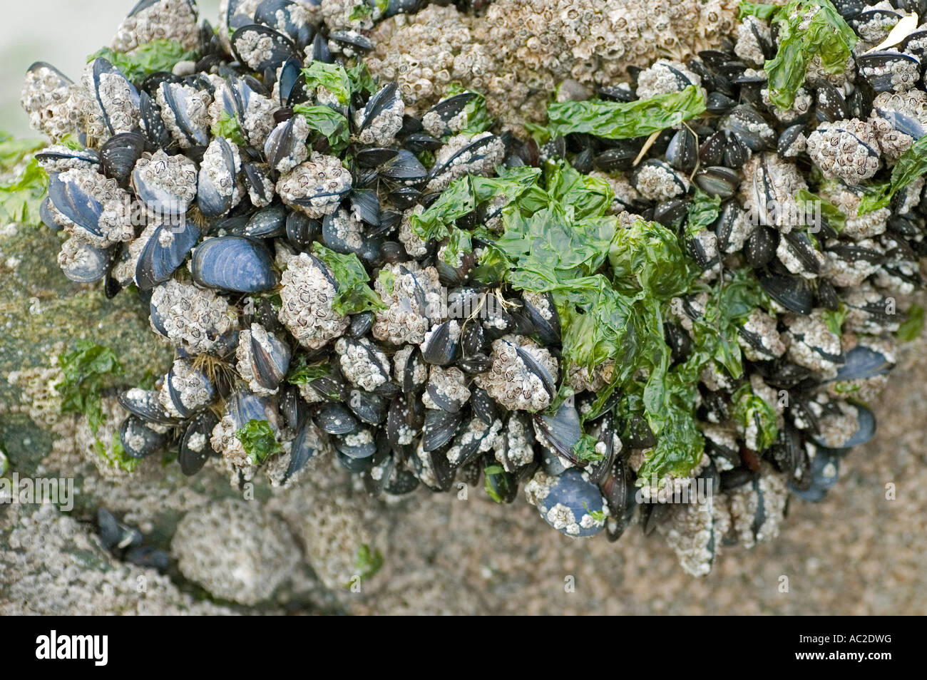 blue mussel Mytilus edulis low tide coast in Locquirec Finistere ...