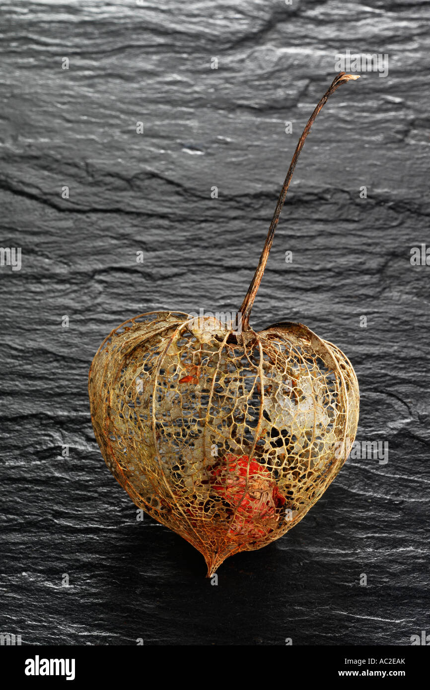 Chinese lantern plant pod and seed on slate physalis alkekengi Stock ...