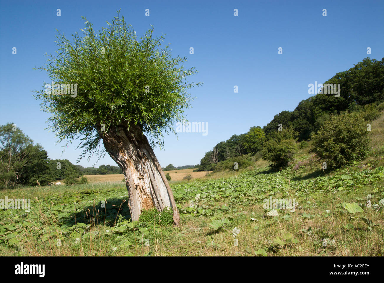 Sweden skane tree landscape Stock Photo - Alamy