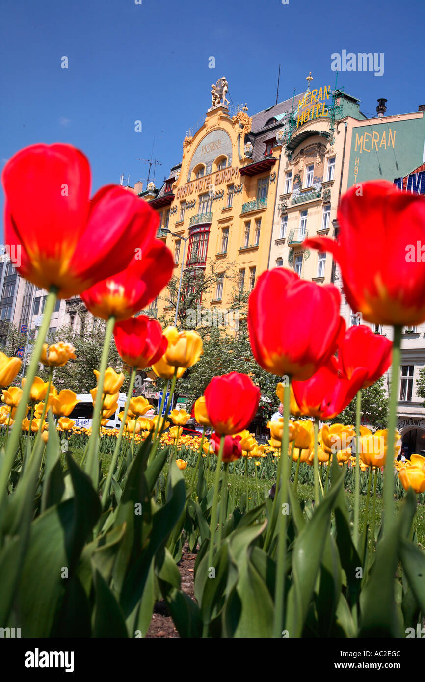 Prague tulip hi-res stock photography and images - Alamy