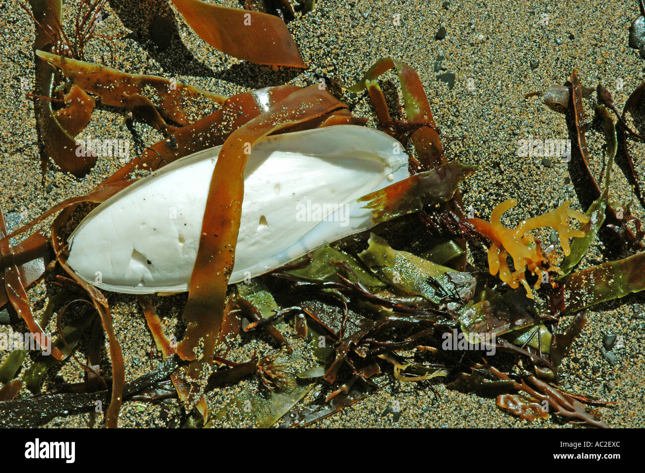 Cuttlefish bone hi-res stock photography and images - Alamy