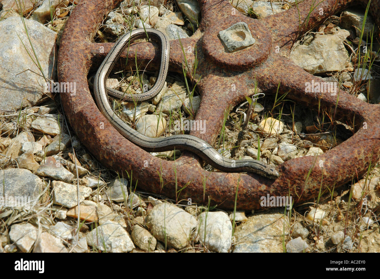 Slow Worm on rusty iron wheel Stock Photo - Alamy