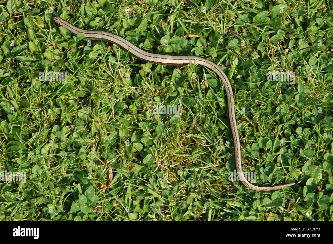 Full length of Slow Worm on lawn Stock Photo - Alamy
