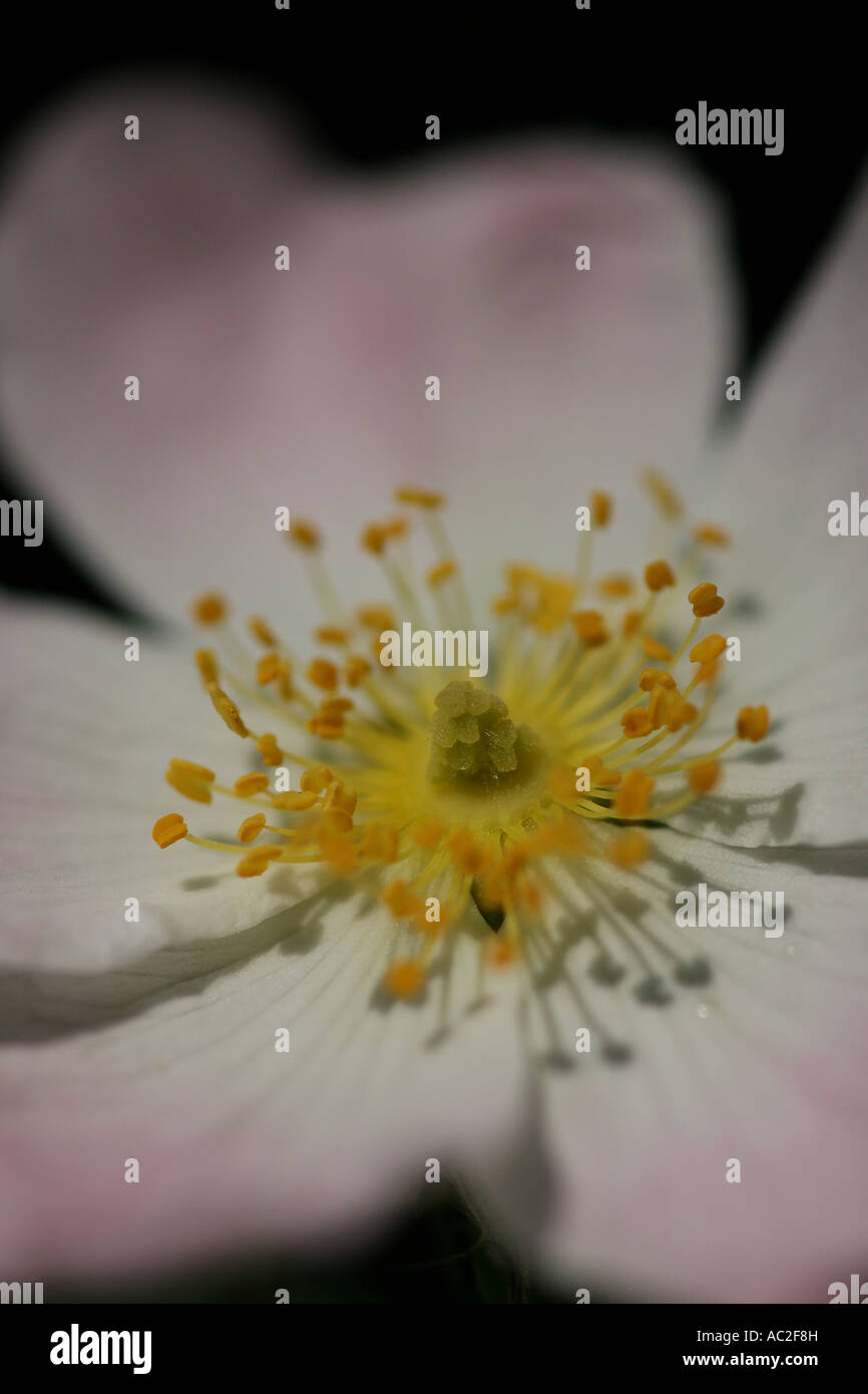 Dog-Rose (Rosa canina) flower Stock Photo - Alamy