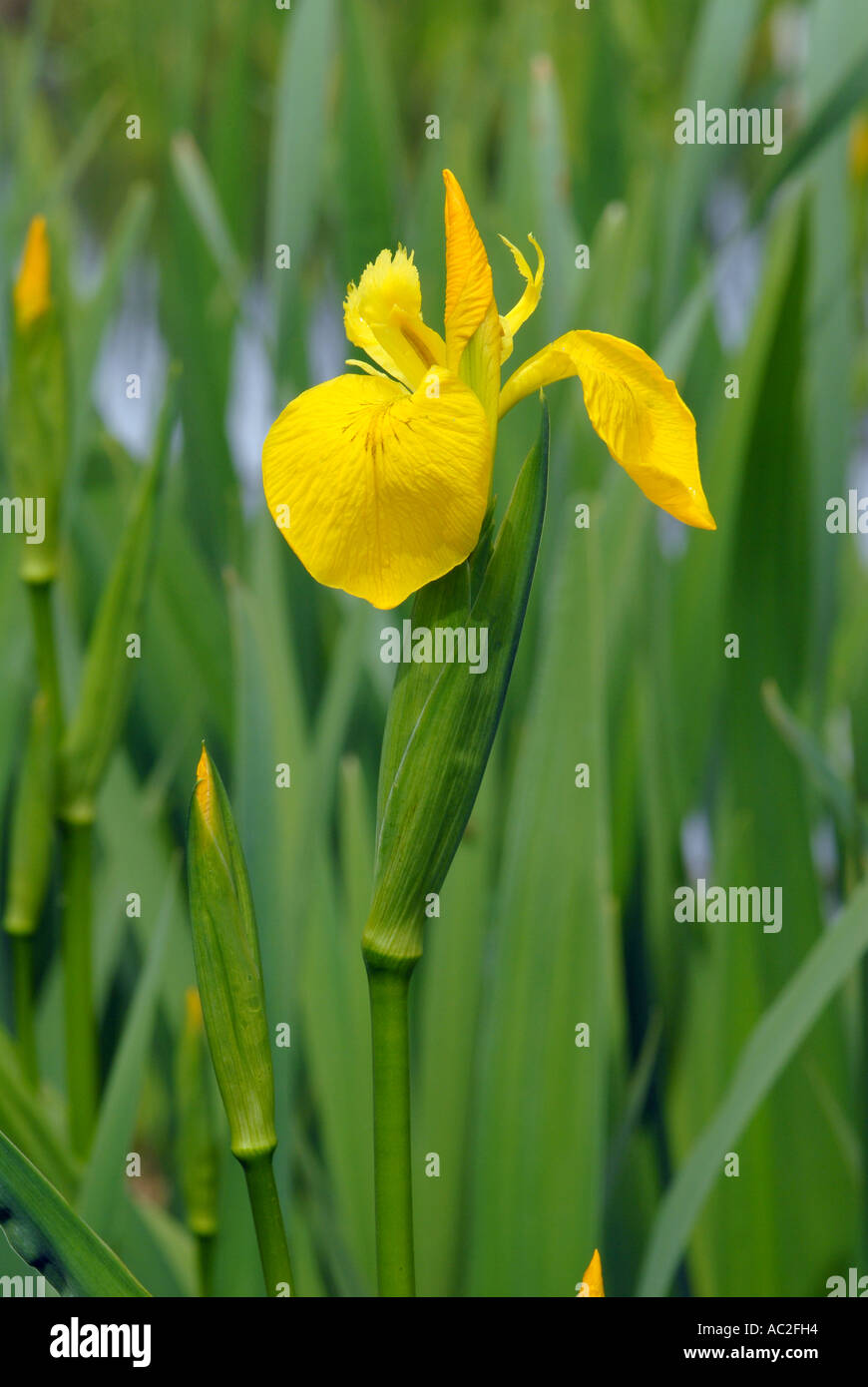 Yellow Flag Iris detail of flower Stock Photo - Alamy