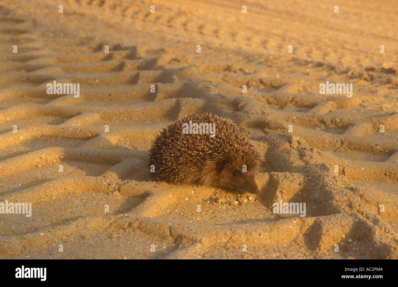 Hedgehog exploring wheel ruts in sand Stock Photo - Alamy