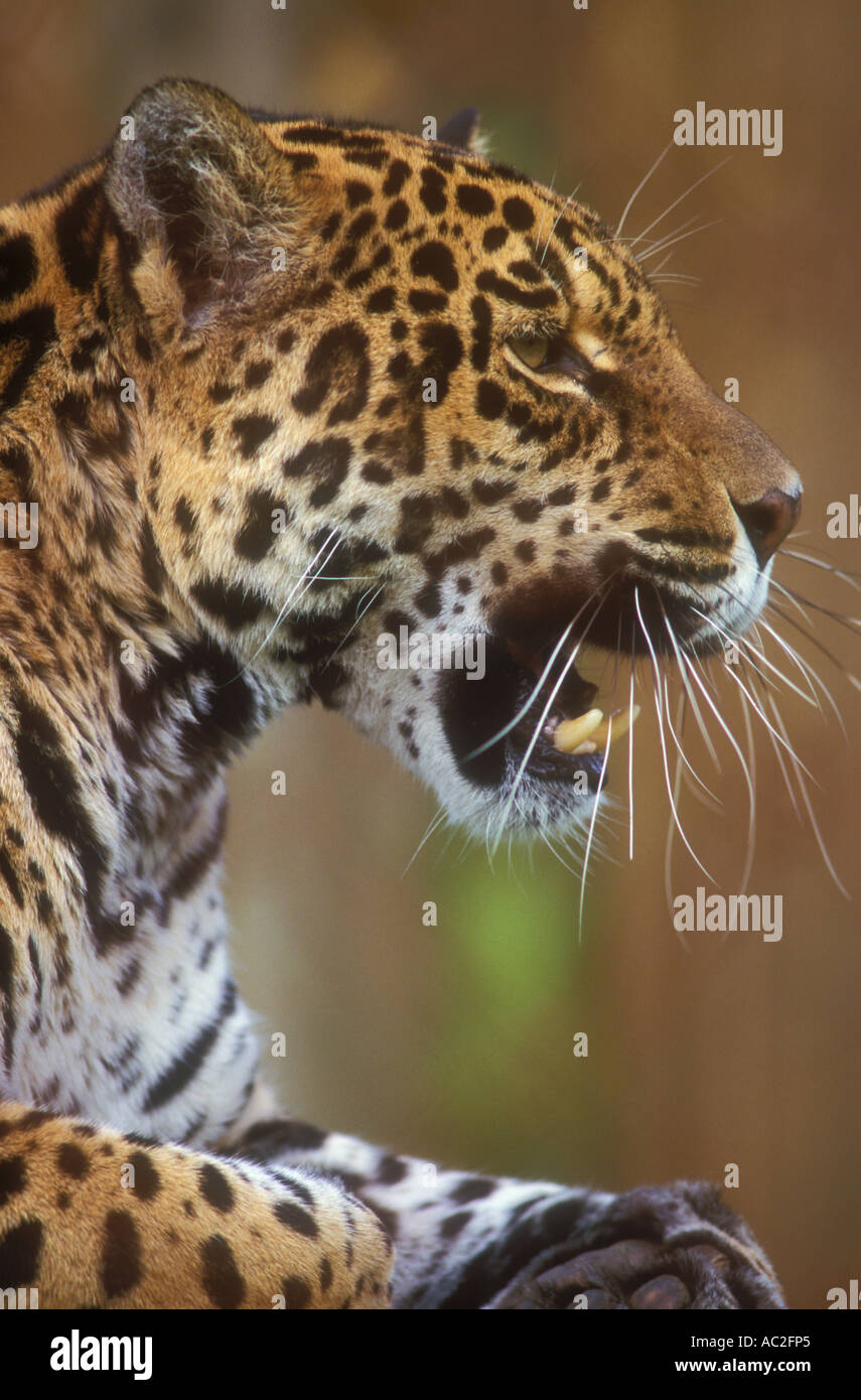 Close up on Jaguars head Stock Photo - Alamy