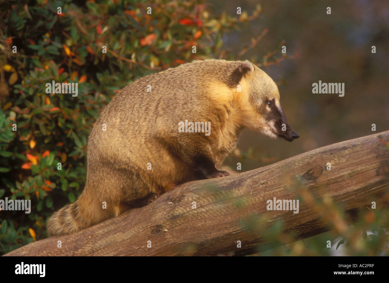Common coati hi-res stock photography and images - Alamy