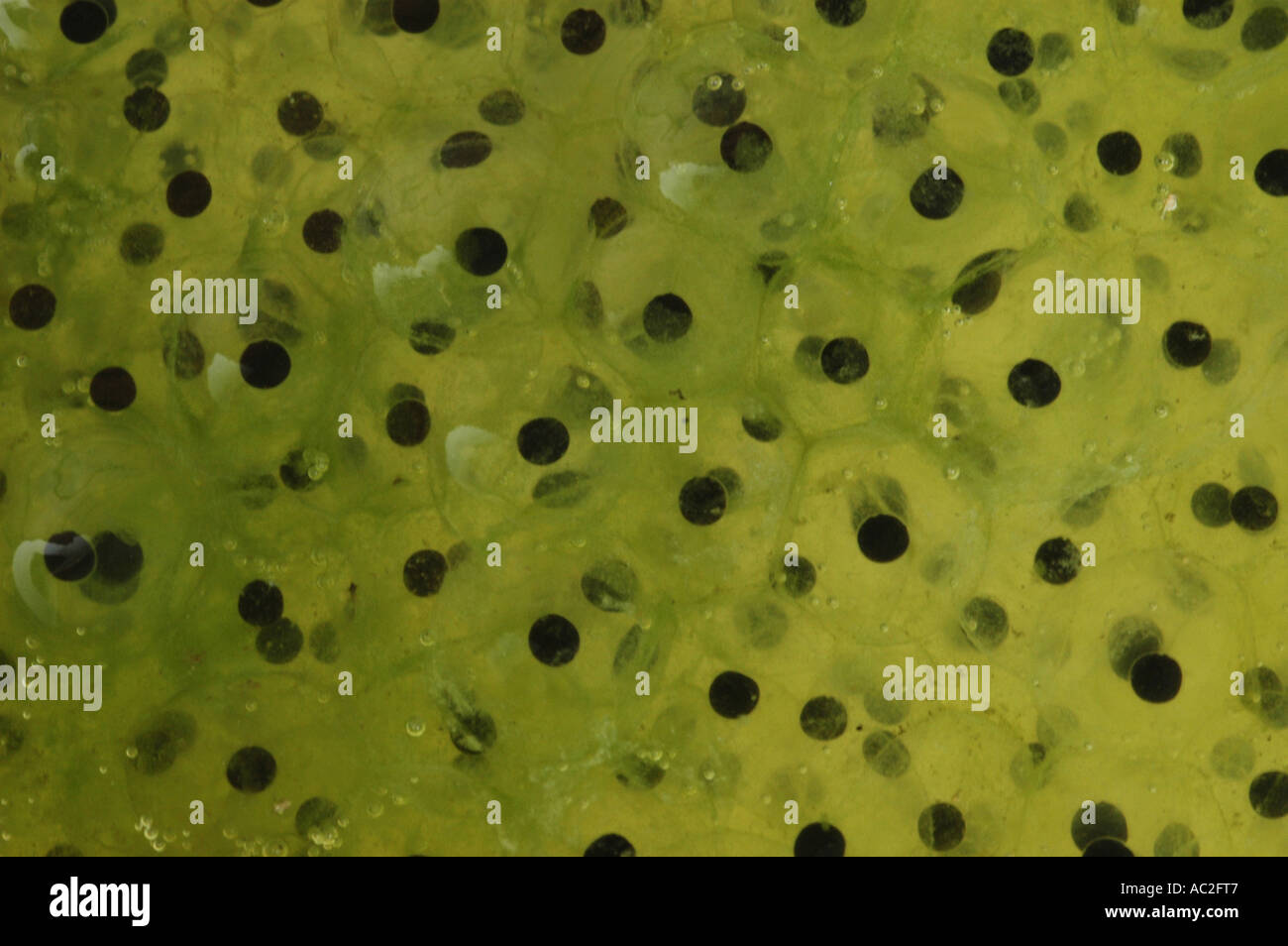 Common Frog Spawn in close up Stock Photo - Alamy