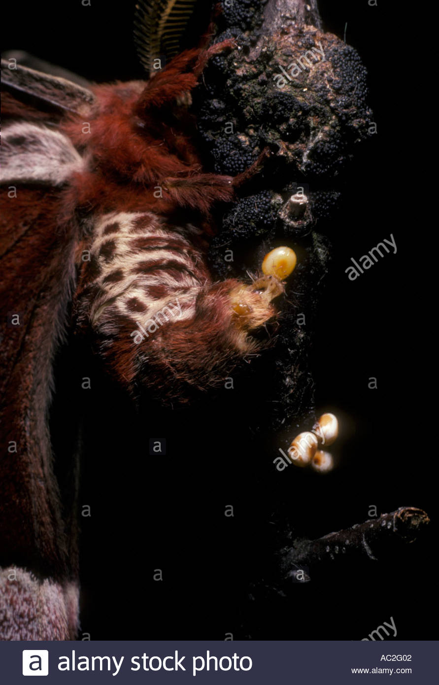 Promethea Moth High Resolution Stock Photography and Images - Alamy