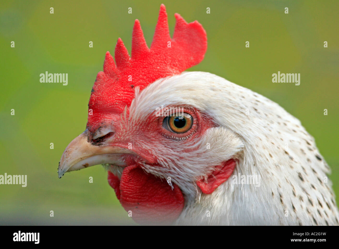 Chicken close up face hi-res stock photography and images - Alamy