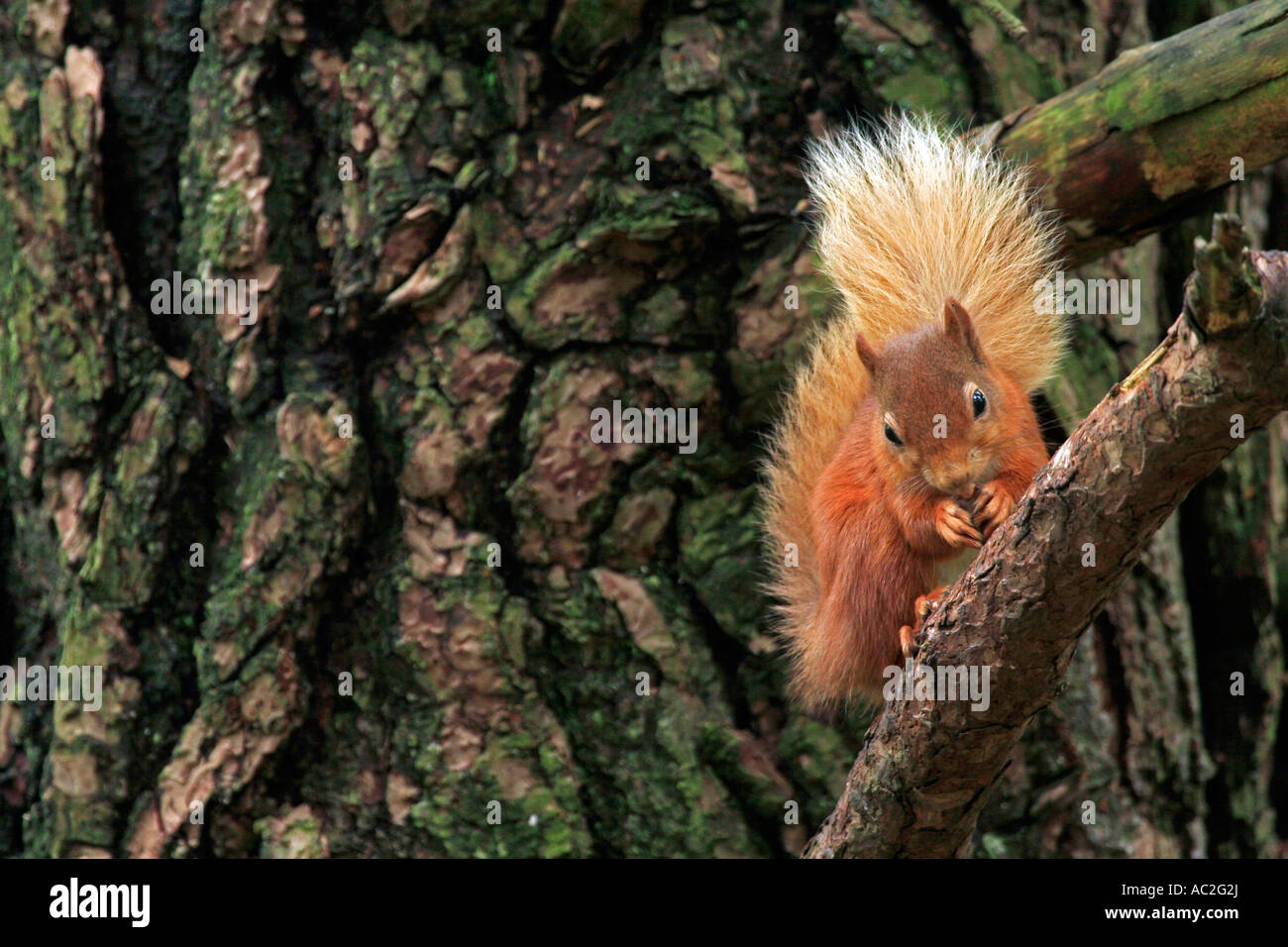 Tufty red squirrel ears hi-res stock photography and images - Alamy