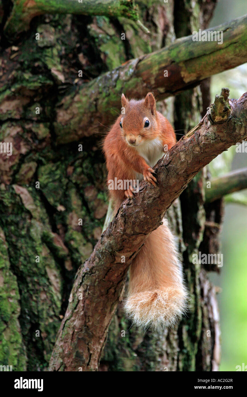 Red squirrel, Loch Garten, Scotland Stock Photo - Alamy